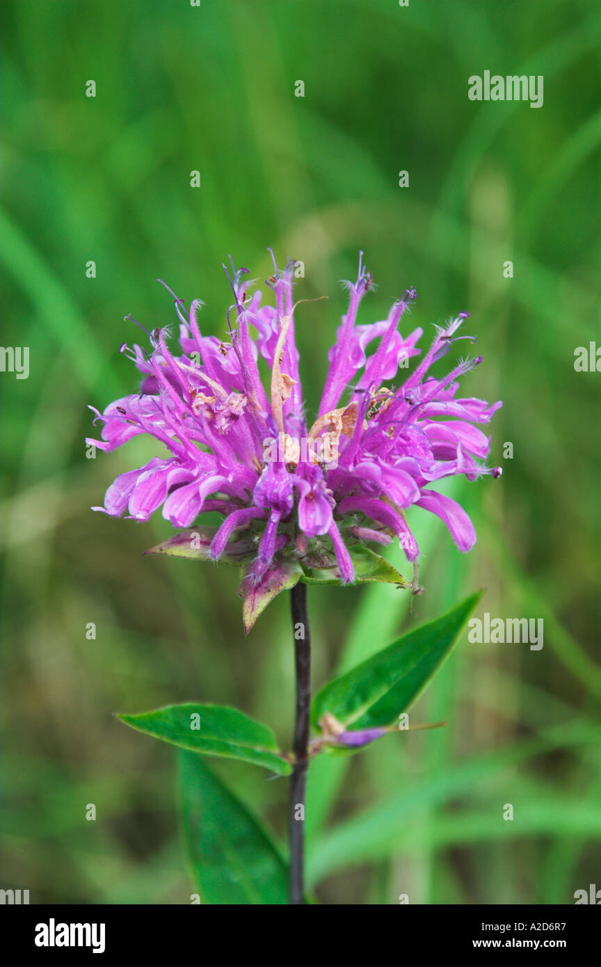 Native prairie hi-res stock photography and images - Alamy
