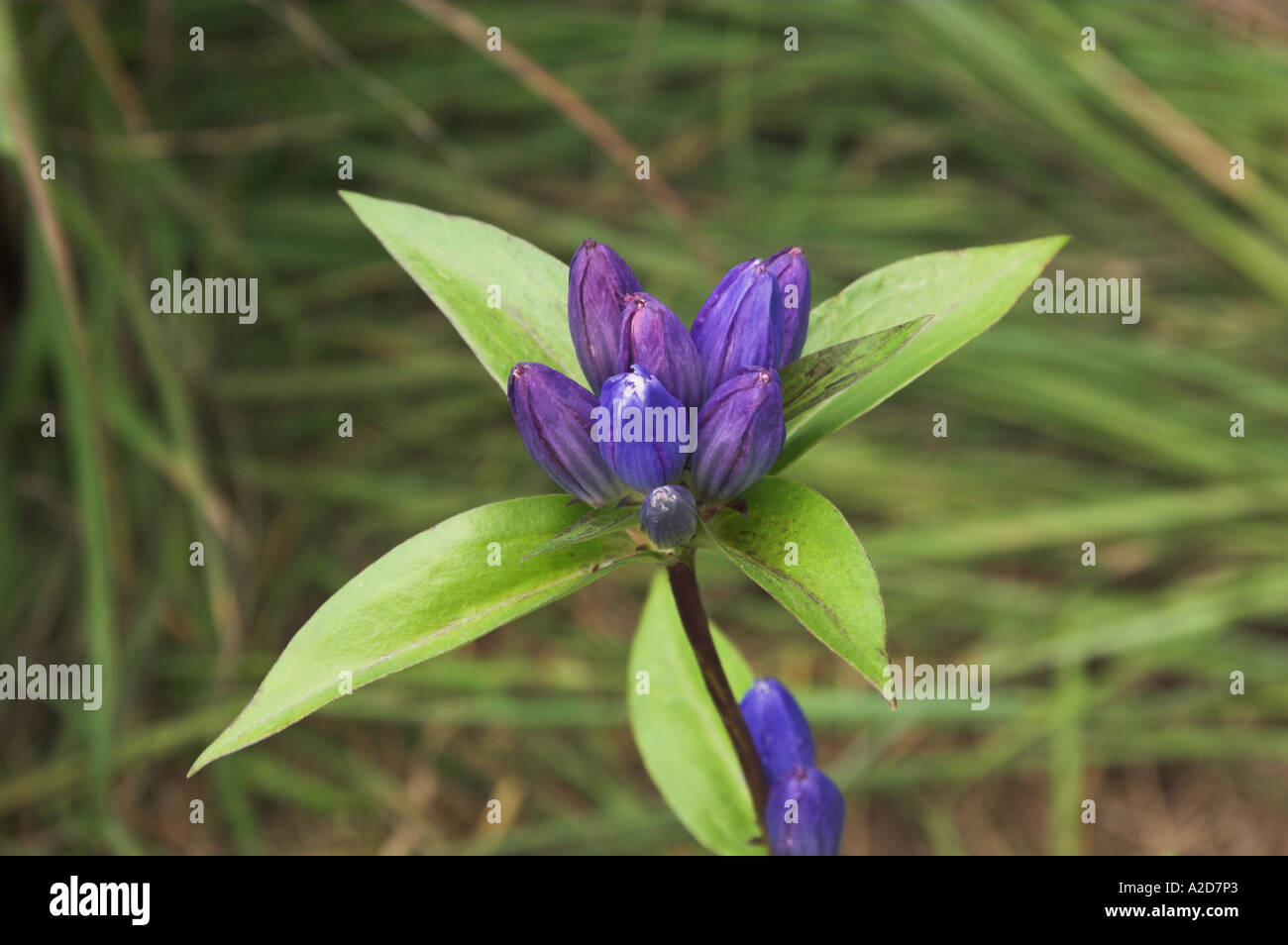 Wild Native Prairie Plants