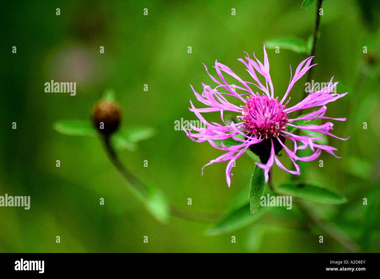 Purple wild flower on a deep green background Stock Photo - Alamy