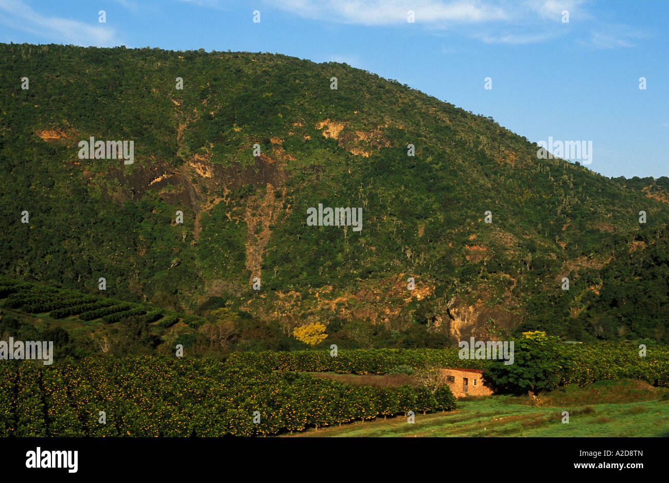 Orange plantation, Zuurberg Mountains, South Africa Stock Photo - Alamy