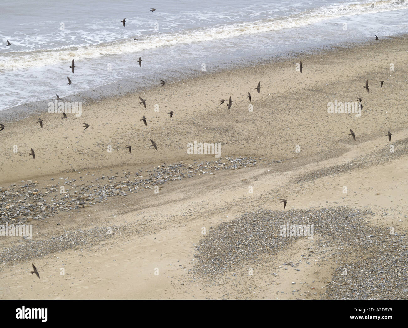 SAND MARTINS FLYING ABOVE BEACH AT HAPPISBURGH, , NORFOLK, EAST ANGLIA ...