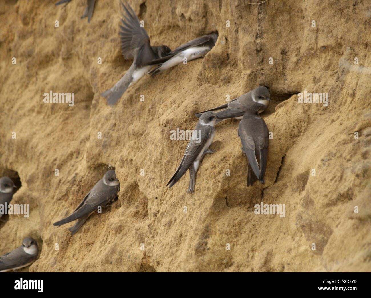 Sand martins nest england hi-res stock photography and images - Alamy