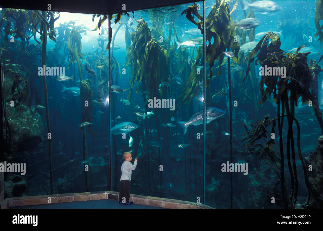 Two Oceans aquarium Cape Town South Africa Stock Photo - Alamy