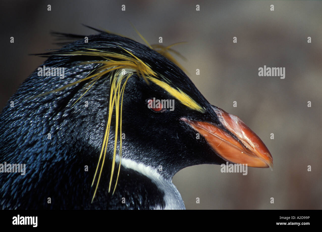 Rockhopper penguin Eudyptes chrysocome Cape Town South Africa Stock ...
