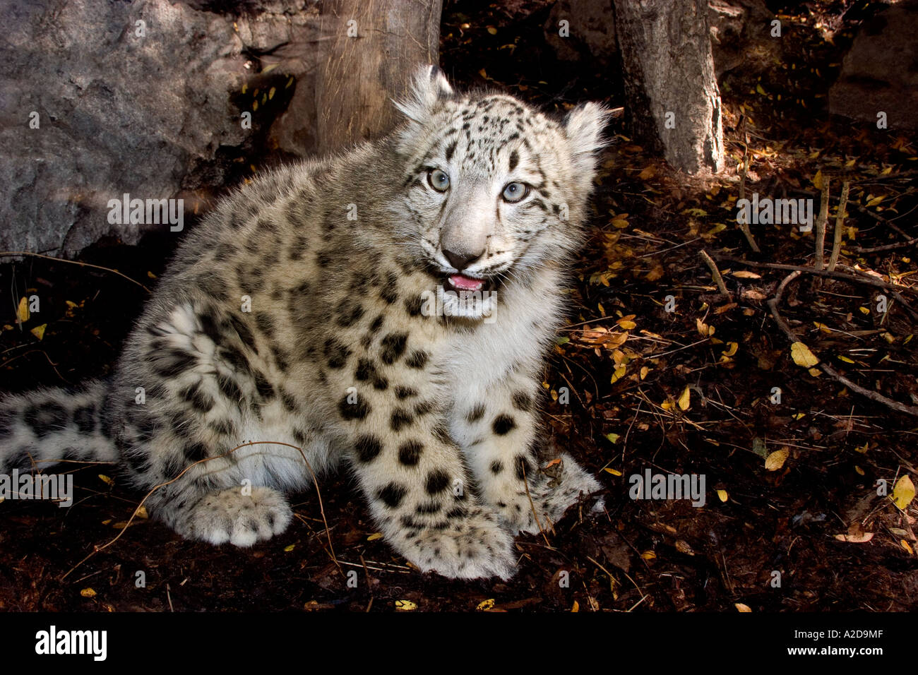 Snow leopard sitting hi-res stock photography and images - Alamy