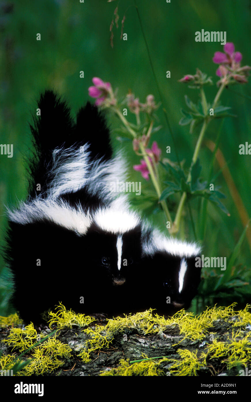 Baby skunks hi-res stock photography and images - Alamy