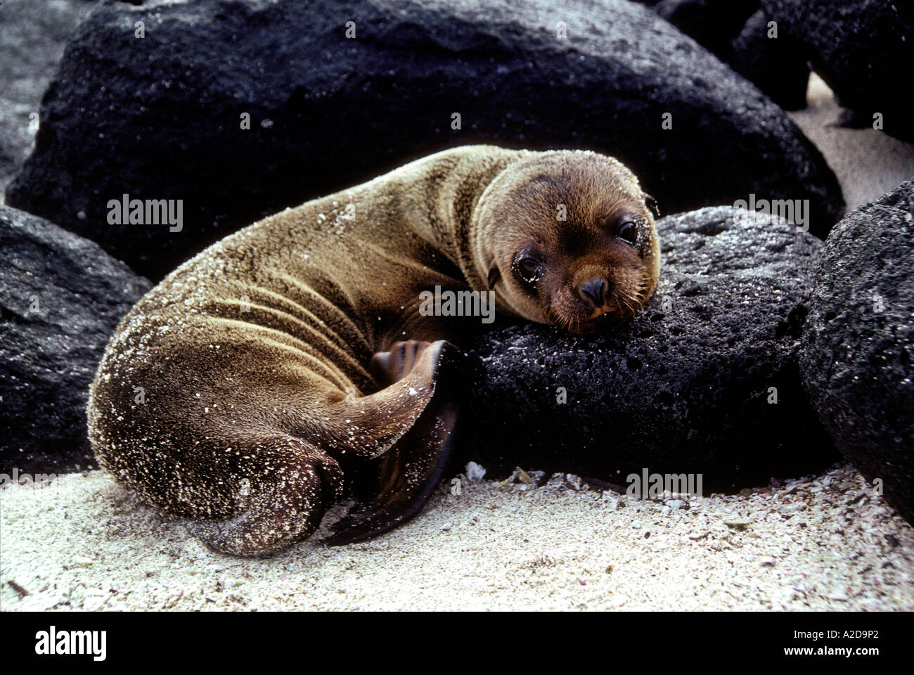 Msl 1 hi-res stock photography and images - Alamy