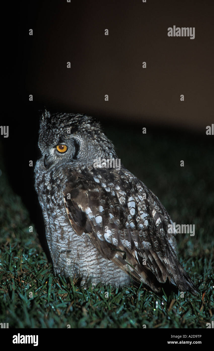 Spotted eagle owl bubo capensis Hluhluwe Imfolozi Game Reserve KwaZulu ...