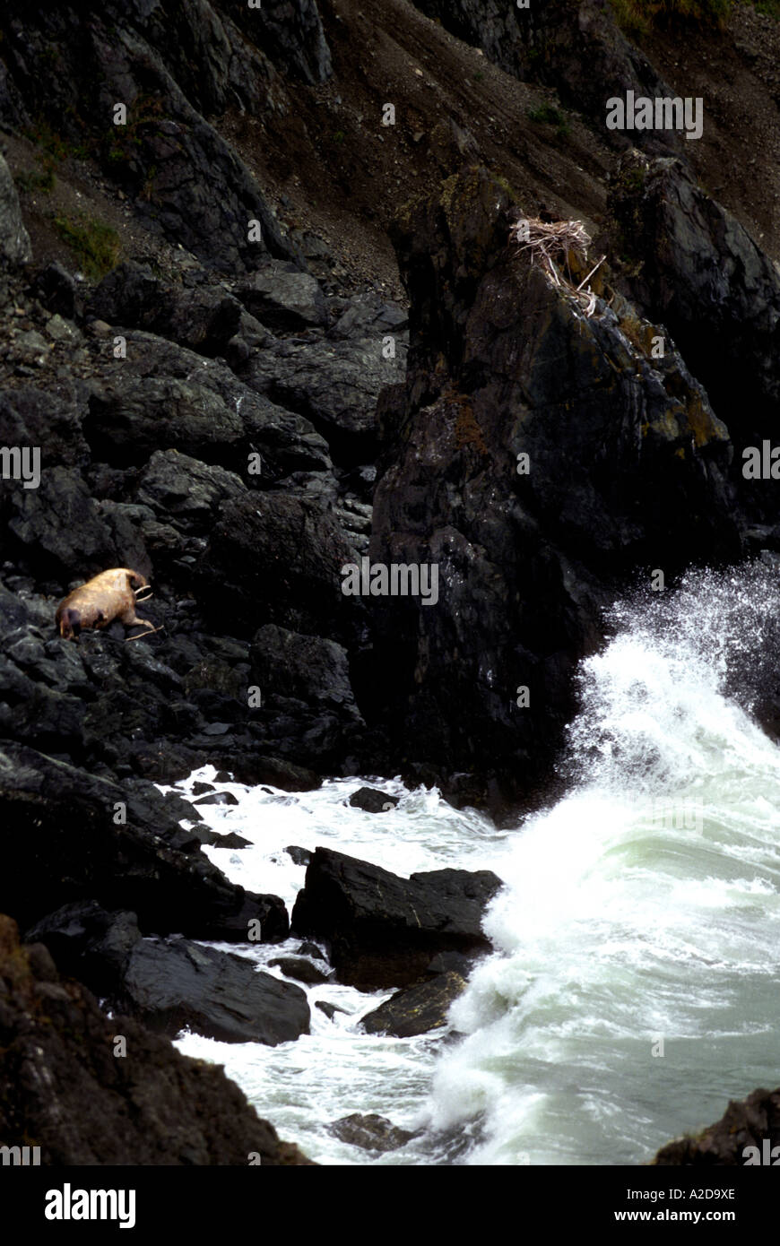 Dead walrus hi-res stock photography and images - Alamy