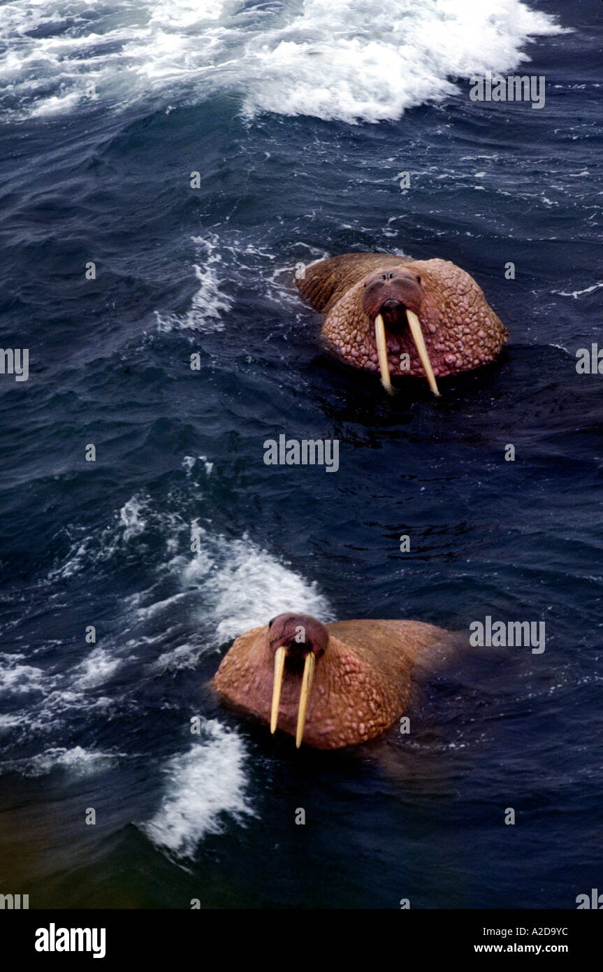 MSL-240 WALRUS IN MAGGY BEACH SURF Stock Photo - Alamy