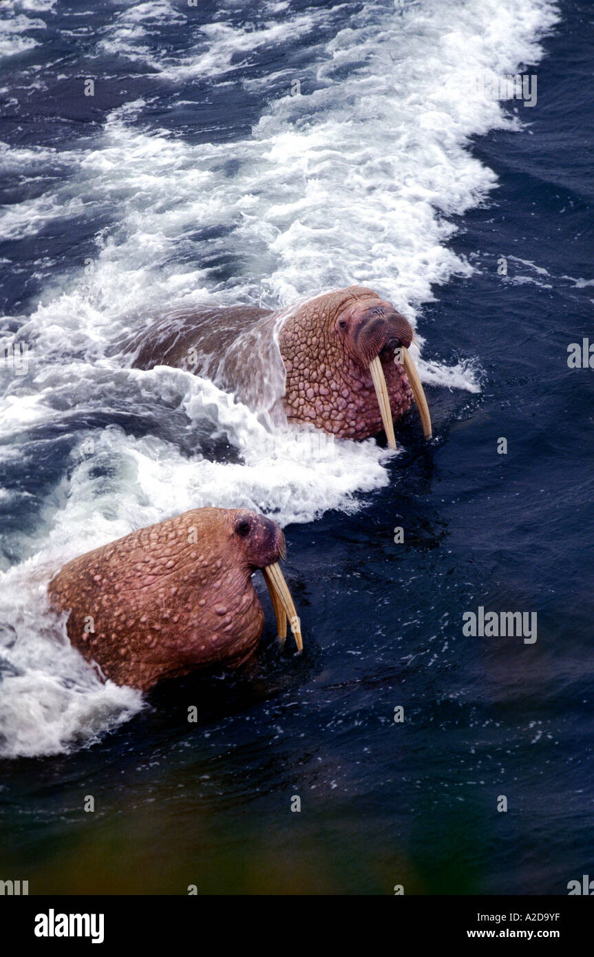 MSL-241 TWO WALRUS IN MAGGY BEACH SURF Stock Photo - Alamy