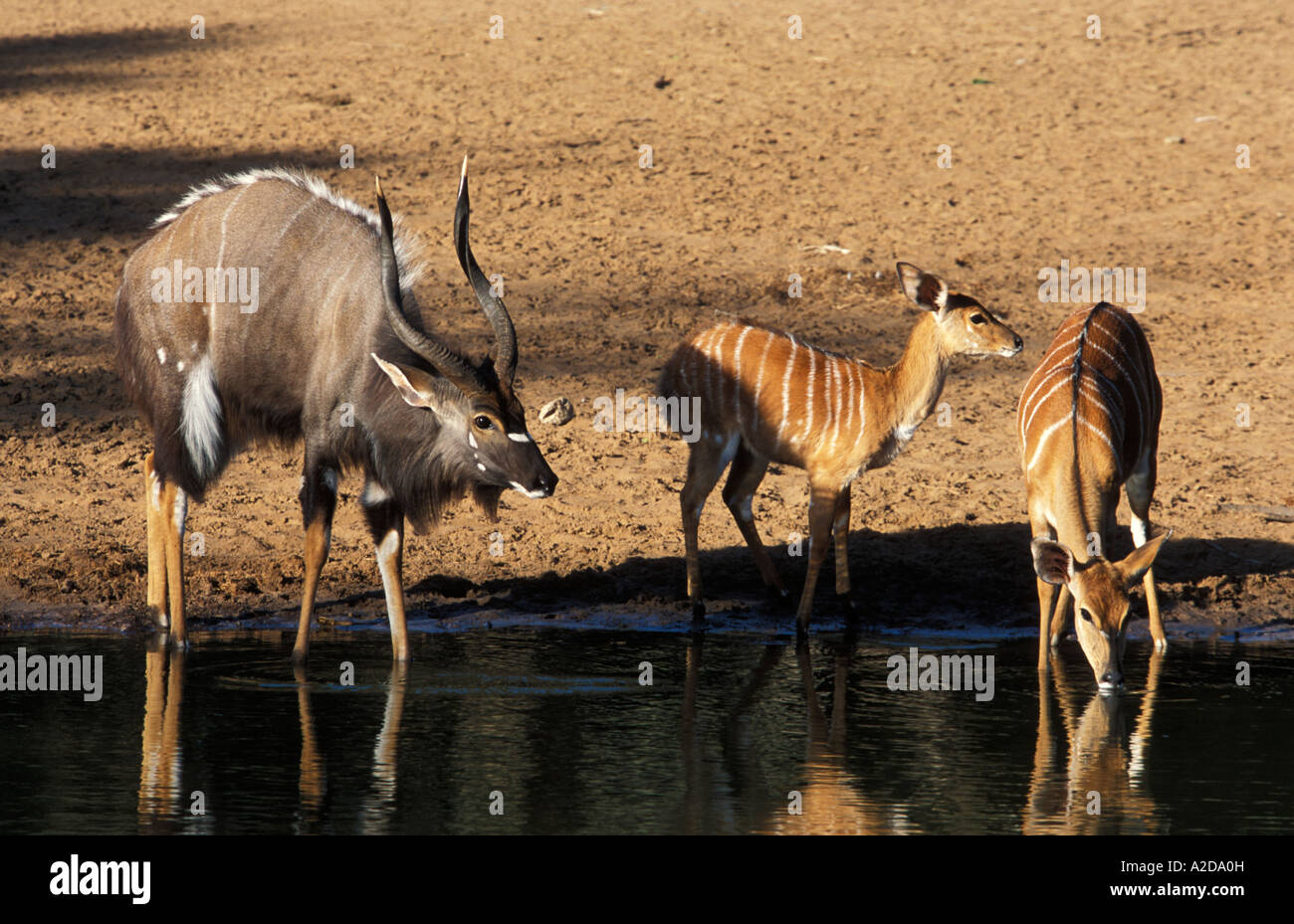 male and female Nyala Tragelaphus angasi drinking uMkhuze Game Reserve ...