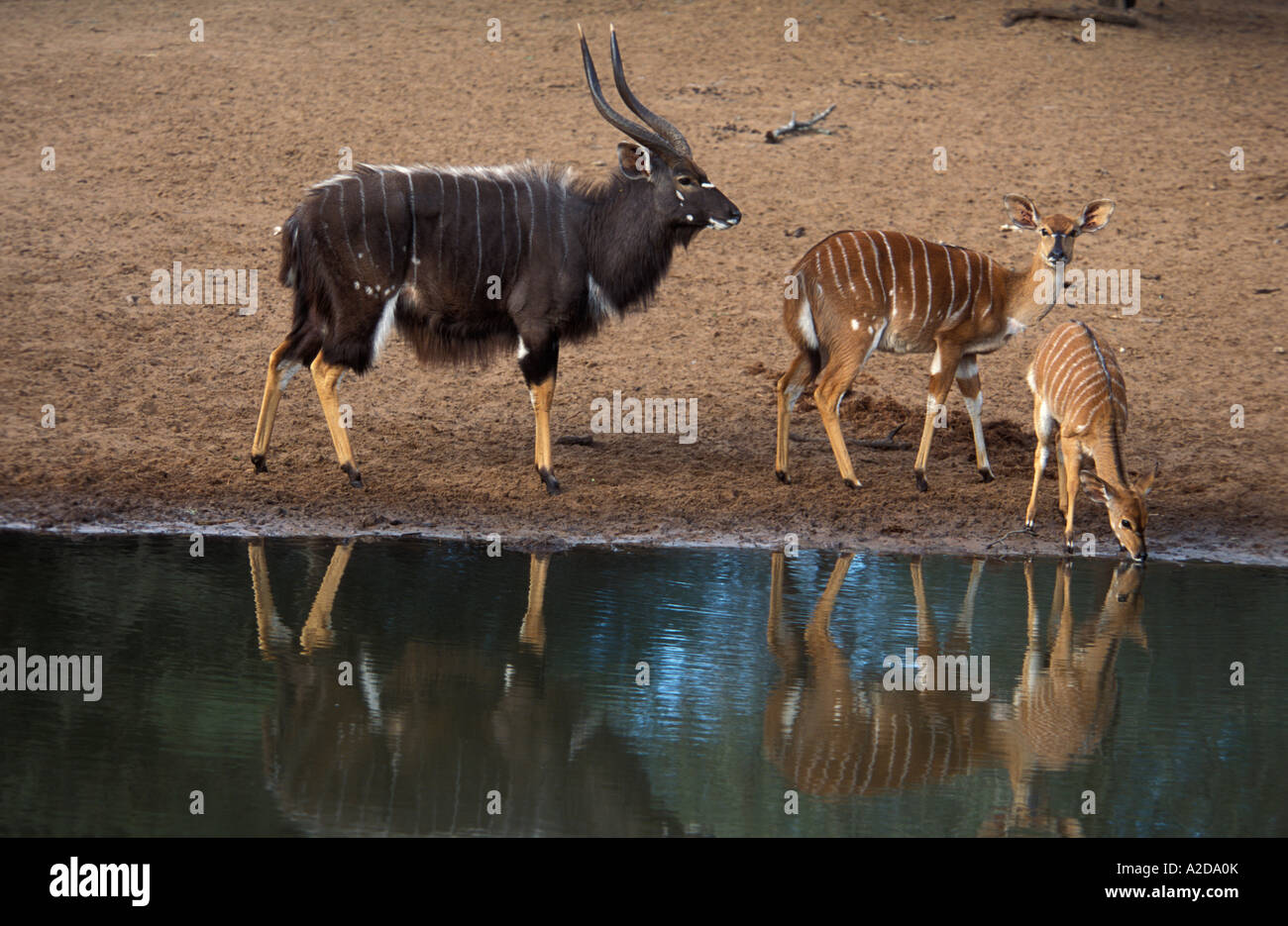 male and female Nyala Tragelaphus angasi drinking uMkhuze Game Reserve ...