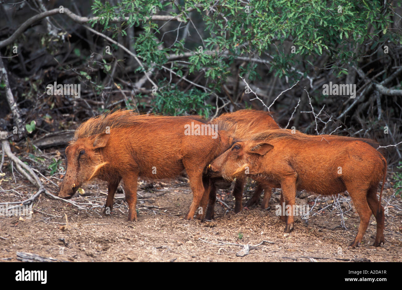 warthog Phacochoerus africanus covered in red dust uMkhuze Game Reserve ...