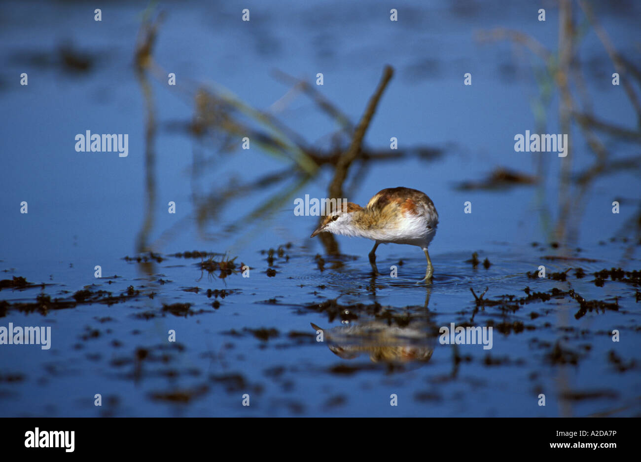 Lesser jacana Microparra capensis Ndumo Game Reserve KwaZulu Natal ...