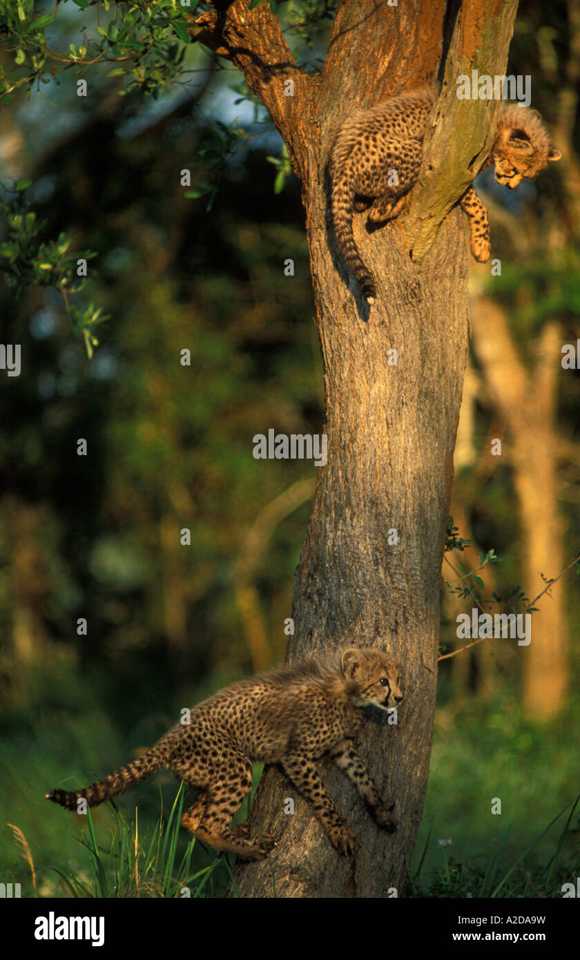 Cheetah cubs climbing in a tree Acinonyx jubatus Phinda Game Reserve ...
