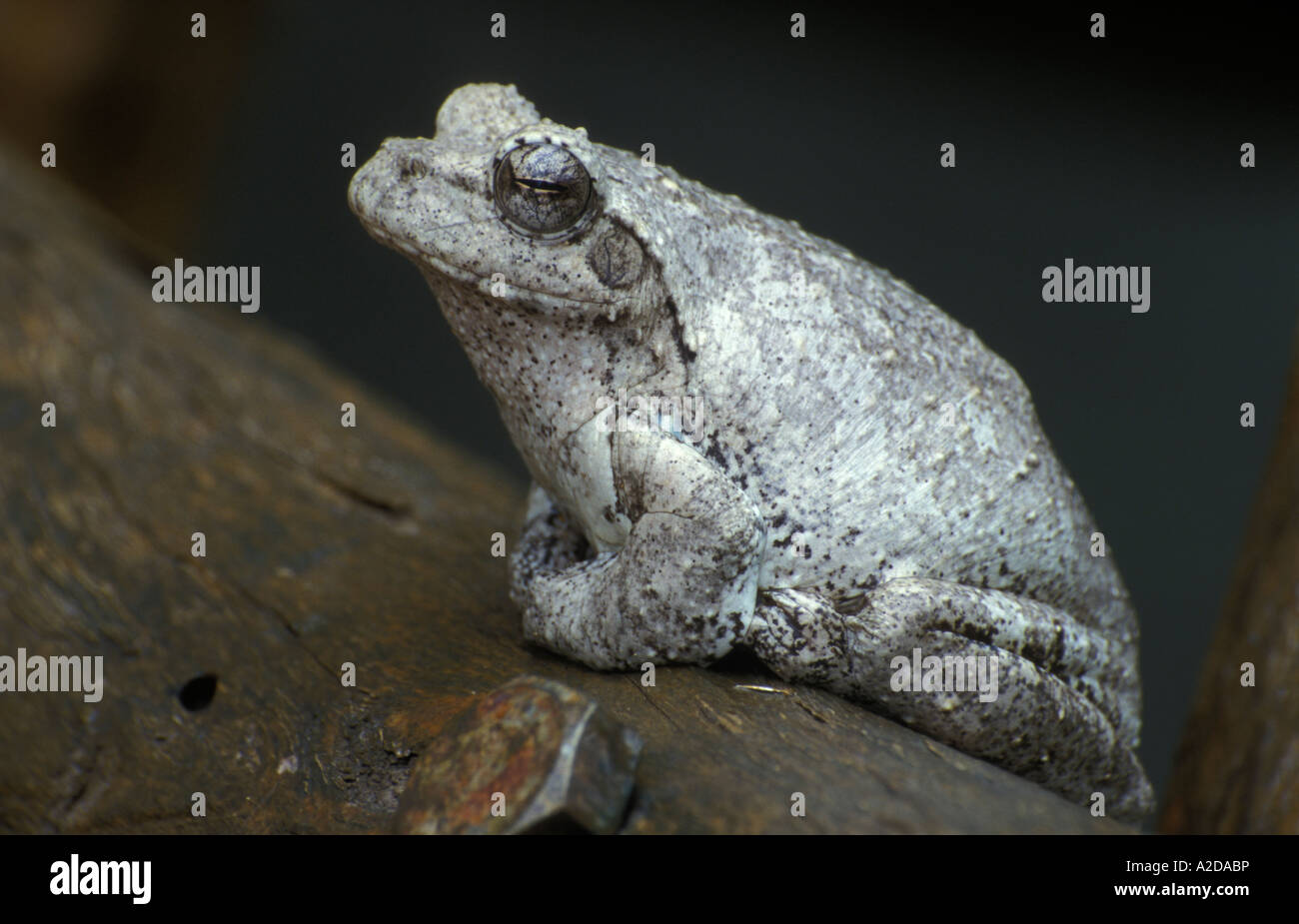Foam nest frog hi-res stock photography and images - Alamy