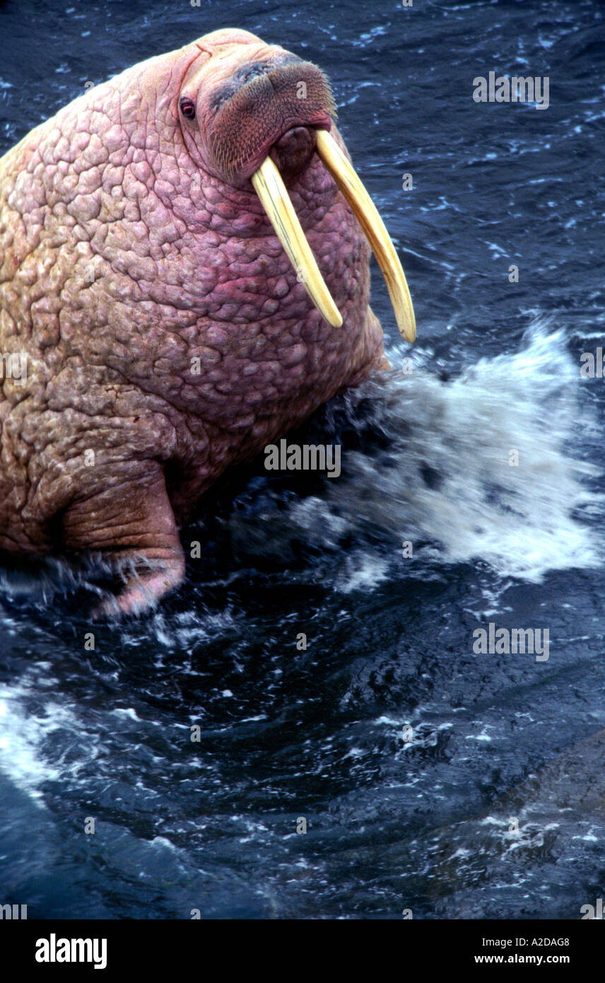 MSL-250 LARGE WALRUS CLOSE-UP Stock Photo - Alamy