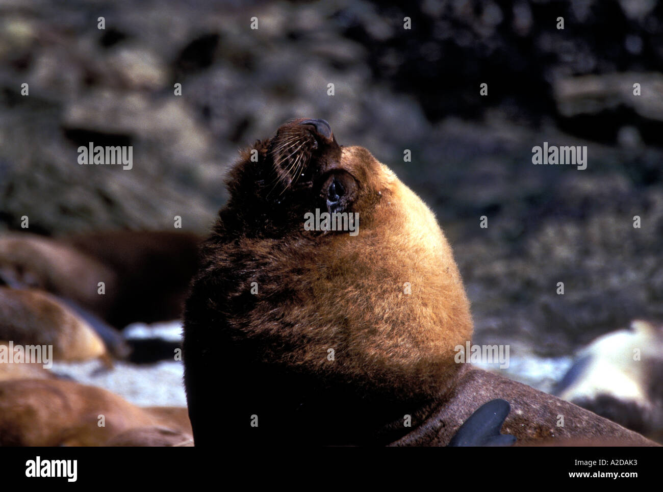 Beach master hi-res stock photography and images - Alamy