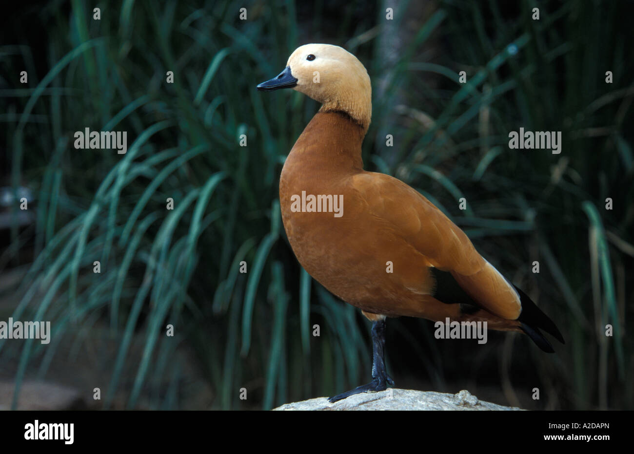 South African shelduck Tadorna cana South Africa Stock Photo - Alamy