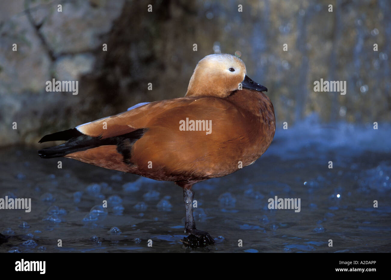 South African shelduck Tadorna cana South Africa Stock Photo - Alamy