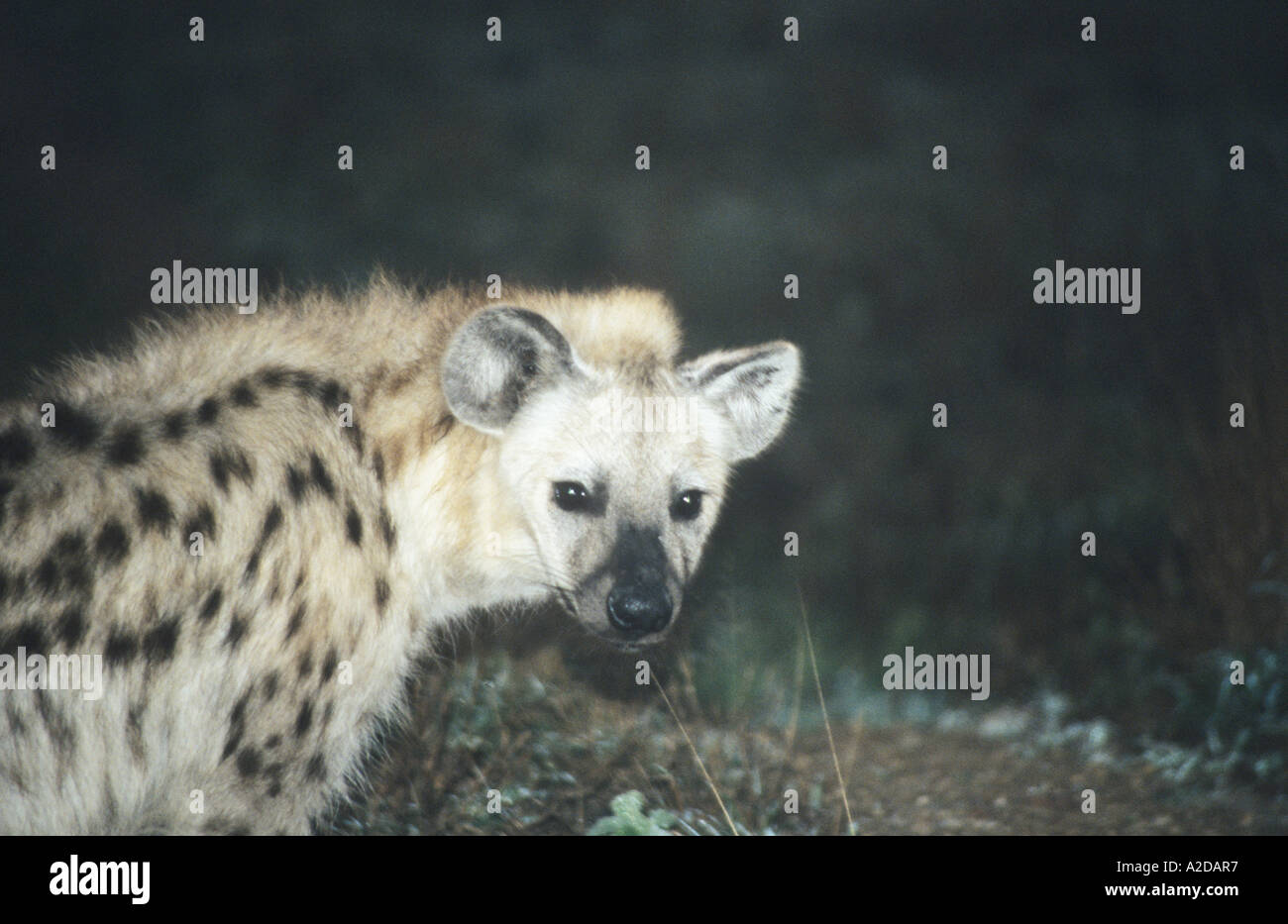 Spotted hyena jaws hi-res stock photography and images - Alamy