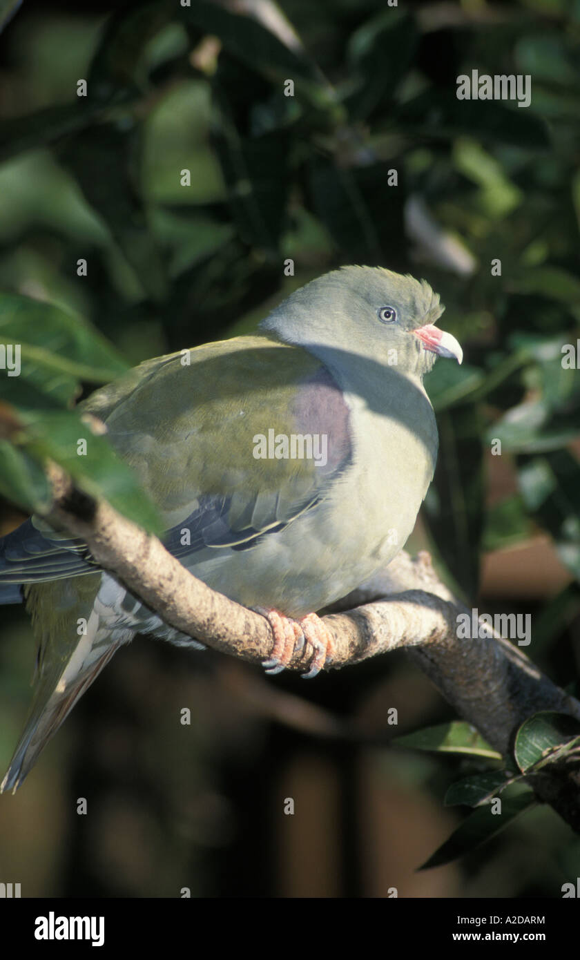 African green pigeon Treron calvus South Africa Stock Photo - Alamy