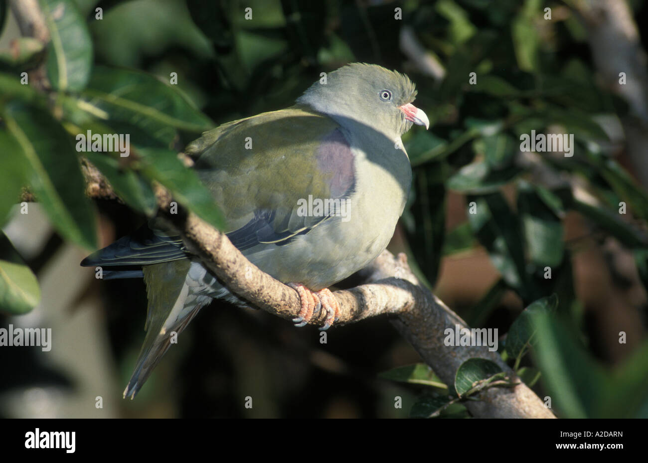 African green pigeon Treron calvus South Africa Stock Photo - Alamy