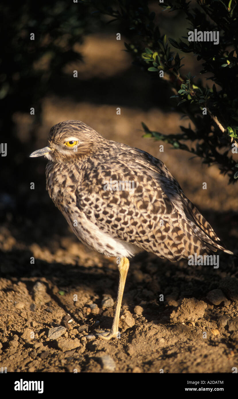 Spotted thick-knee dikkop Burhinus capensis South Africa Stock Photo ...