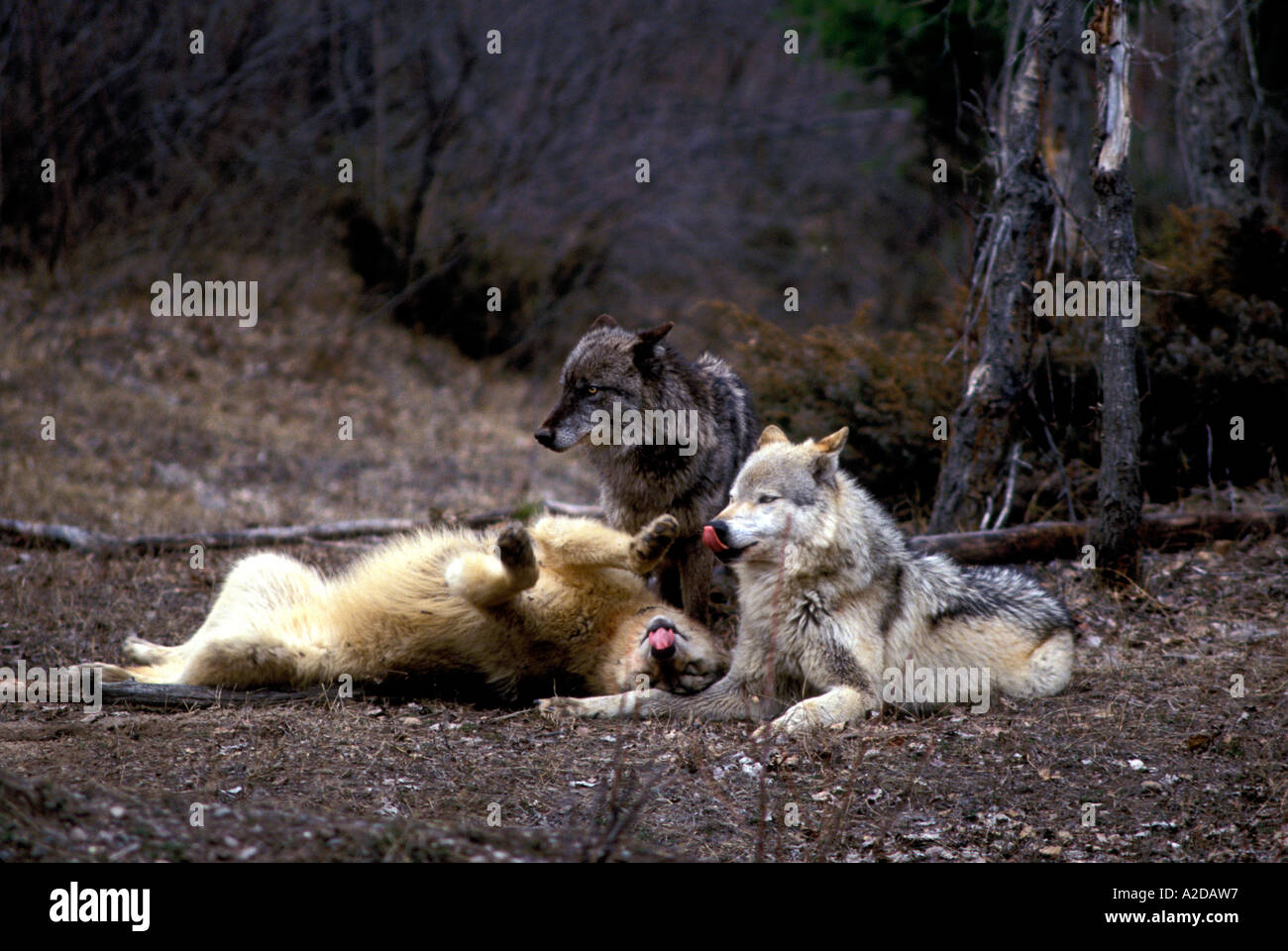 MW-156 GRAY WOLF PAIR WITH YOUNG Stock Photo - Alamy