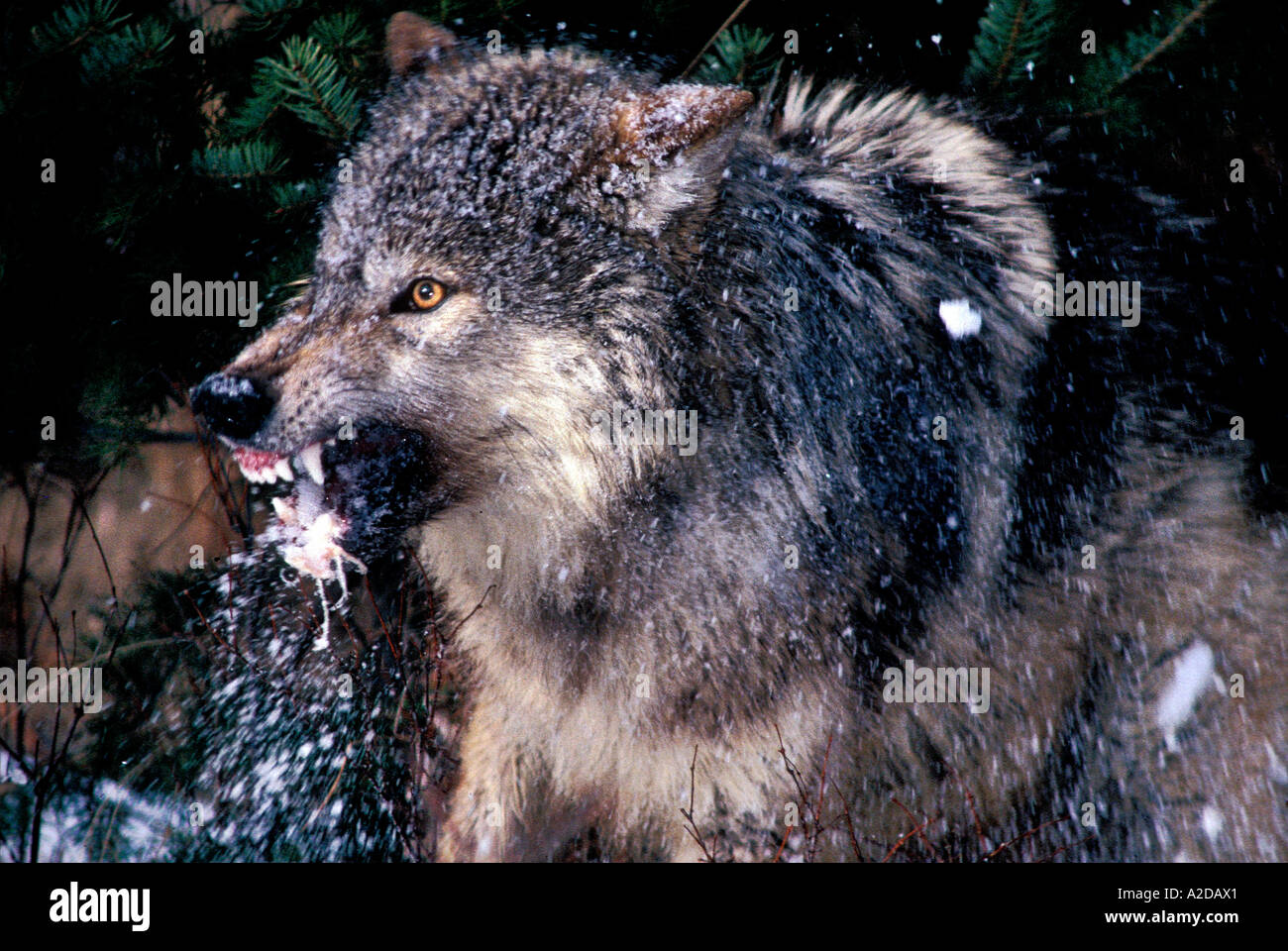 Gray wolf angry canis lupus hi-res stock photography and images - Alamy