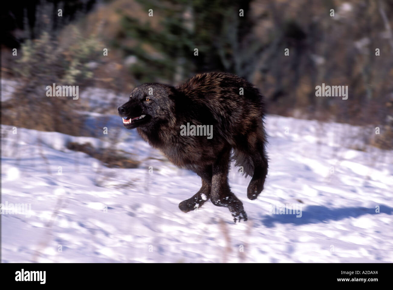 Black wolf running hi-res stock photography and images - Alamy