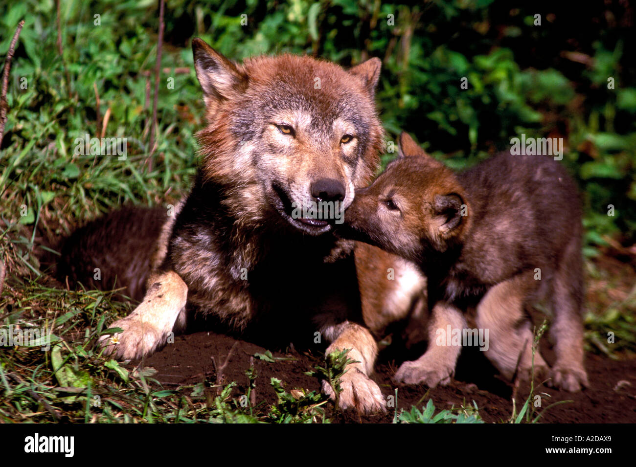 MW-277 GRAY WOLF PUP AND MOTHER Stock Photo - Alamy