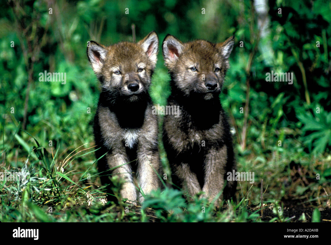 Two wolf hi-res stock photography and images - Alamy