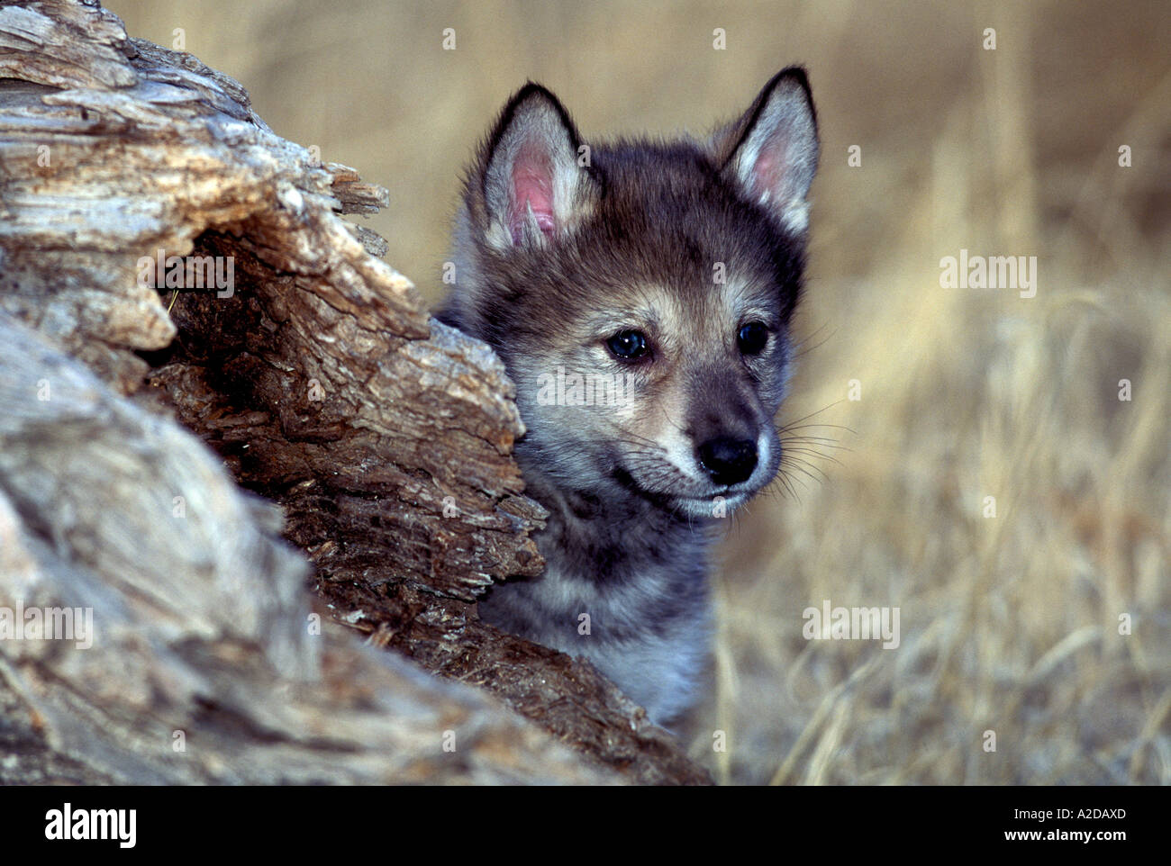 Wolf pup hi-res stock photography and images - Alamy