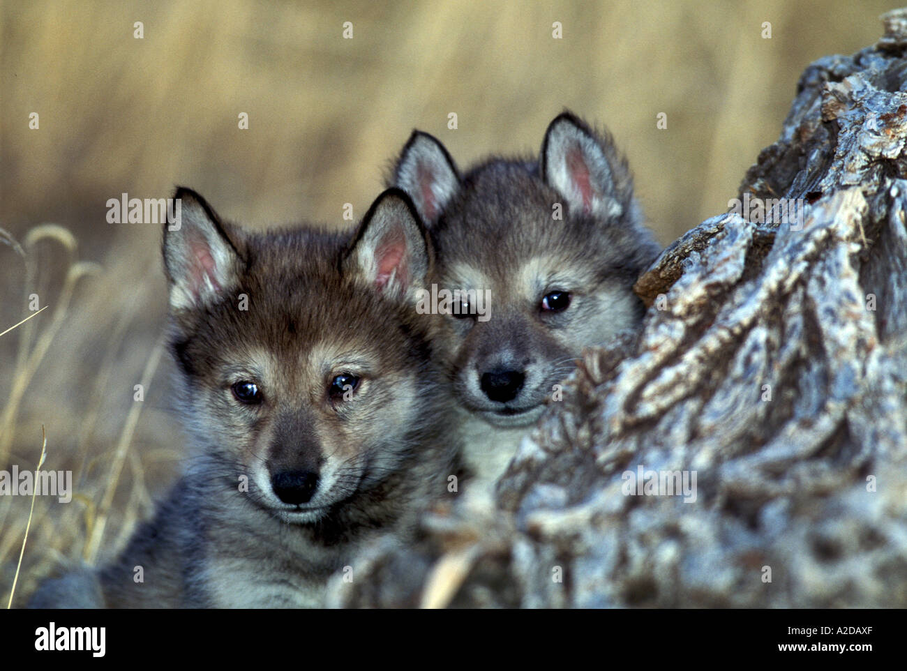 MW-317 TWO GRAY WOLF PUPS NEAR LOG Stock Photo - Alamy