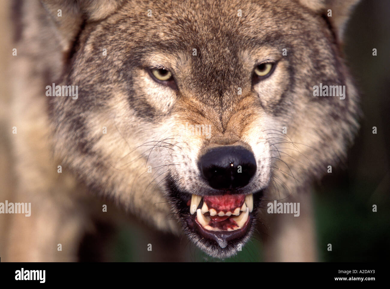 Snarling gray wolf hi-res stock photography and images - Alamy