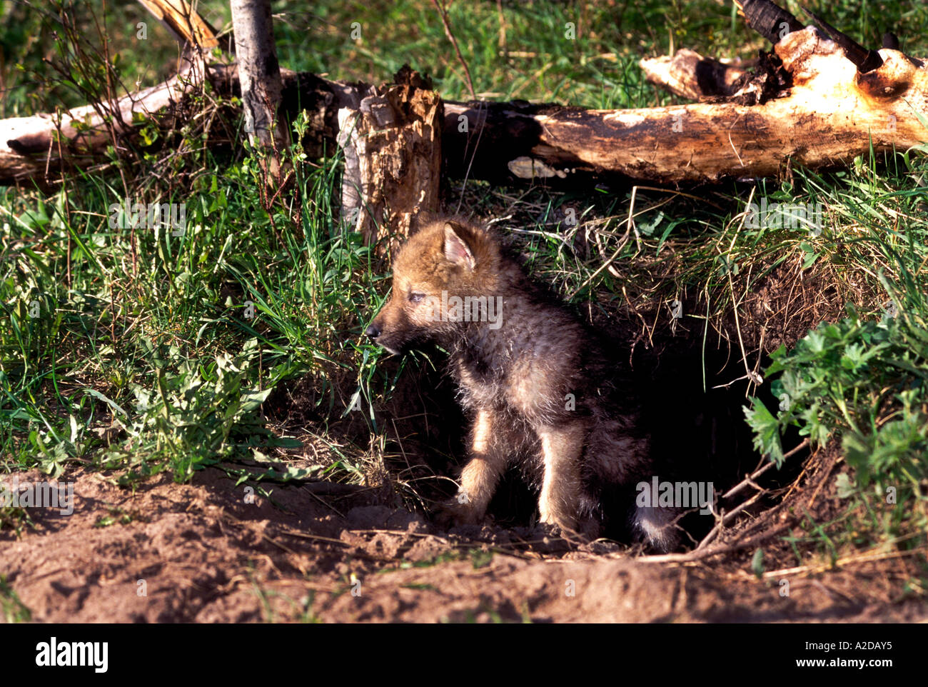 Wolf den hi-res stock photography and images - Alamy