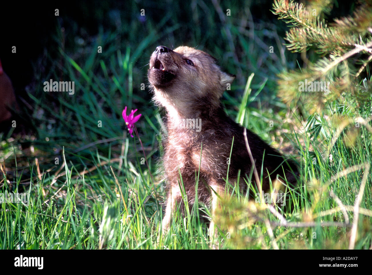 Wolf pup howling hi-res stock photography and images - Alamy