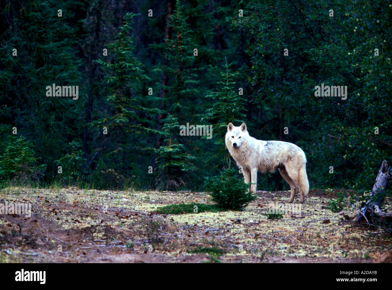 MW-361 STANDING WILD ARCTIC GRAY WOLF Stock Photo - Alamy