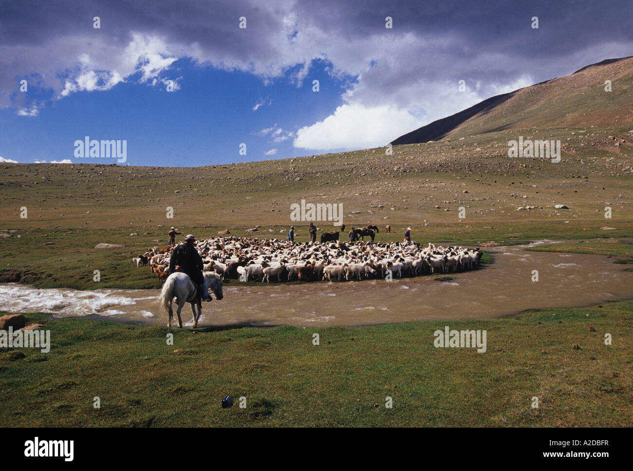 Washing sheep hi-res stock photography and images - Alamy