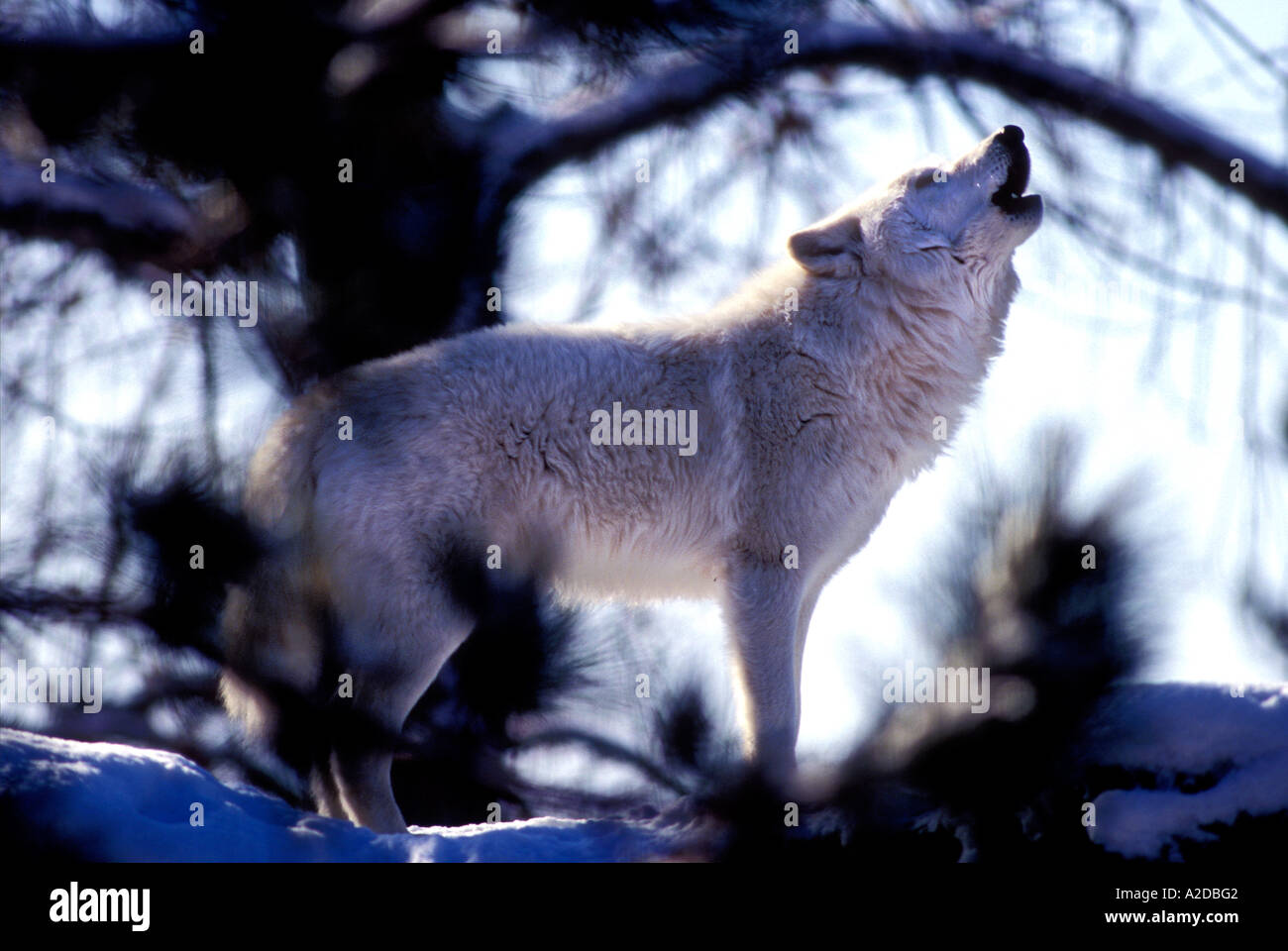White wolf hi-res stock photography and images - Alamy