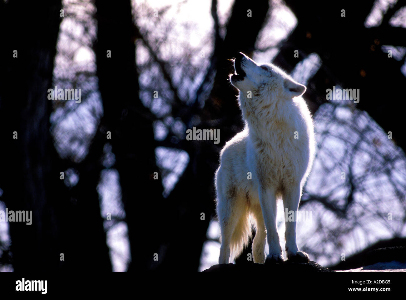 MW-61 WHITE ARCTIC GRAY WOLF HOWLING Stock Photo - Alamy