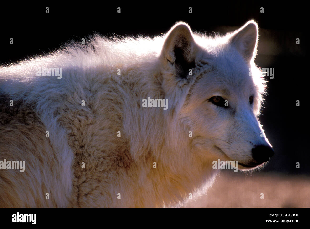 MW-69 WHITE ARCTIC GRAY WOLF CLOSE-UP Stock Photo - Alamy