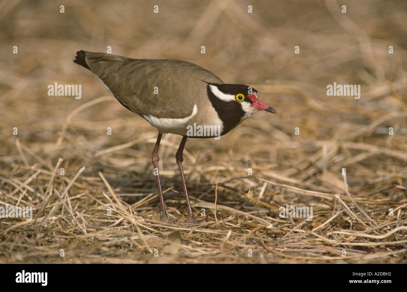 Black headed lapwing hi-res stock photography and images - Alamy