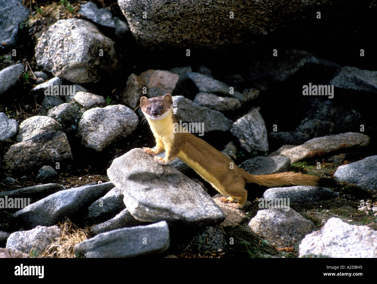 Long tailed weasel hi-res stock photography and images - Alamy