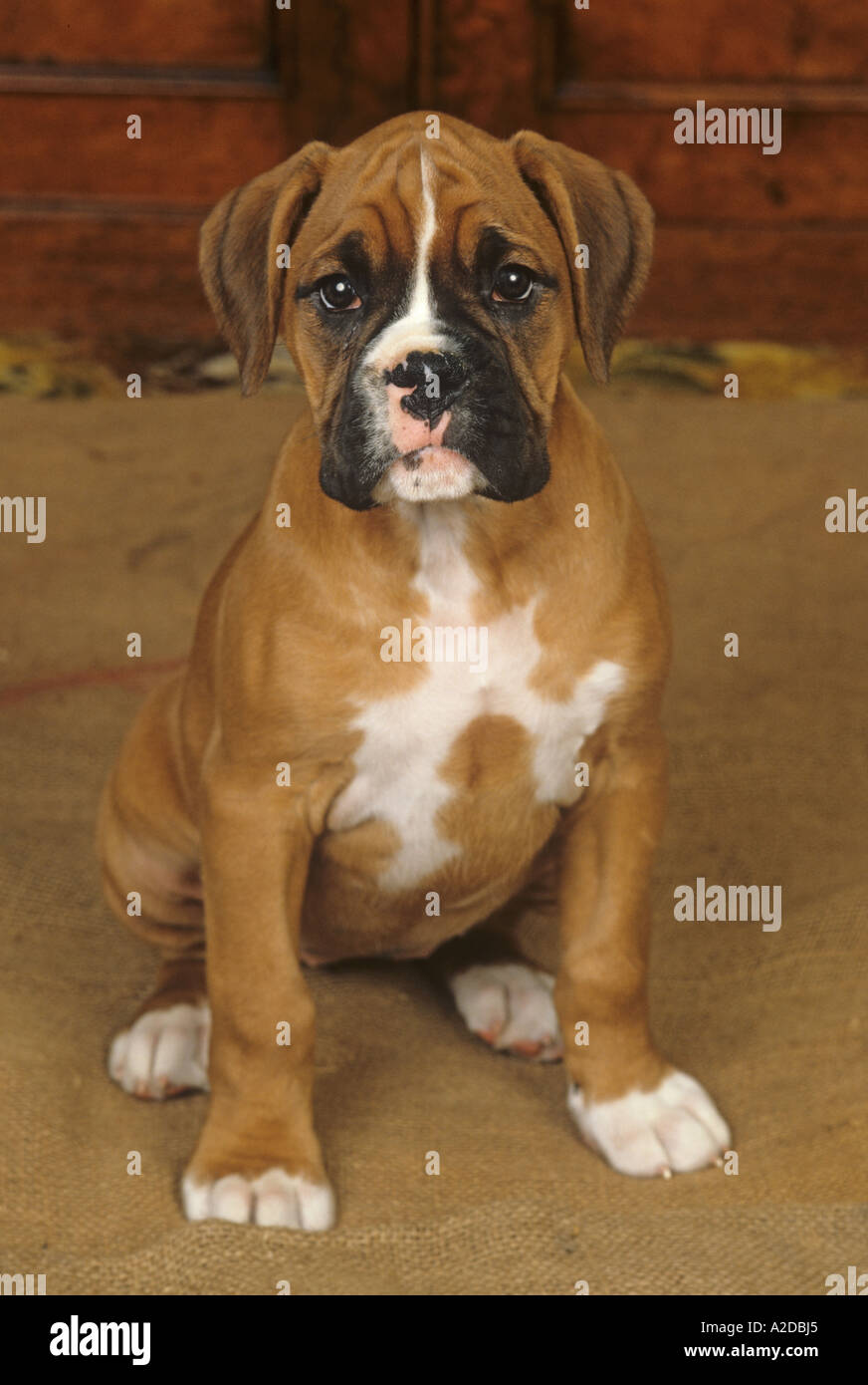 Boxer dog on a walk hi-res stock photography and images - Alamy