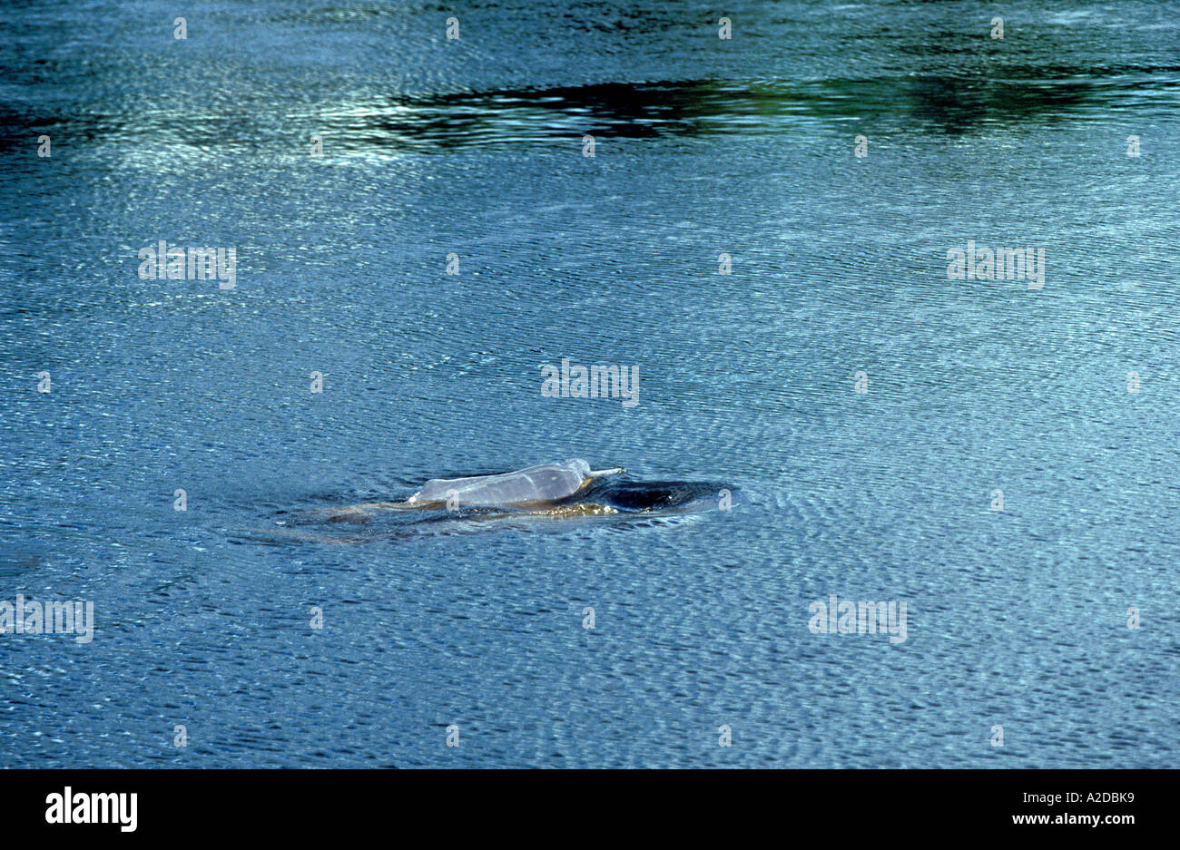 Boutu dolphin hi-res stock photography and images - Alamy