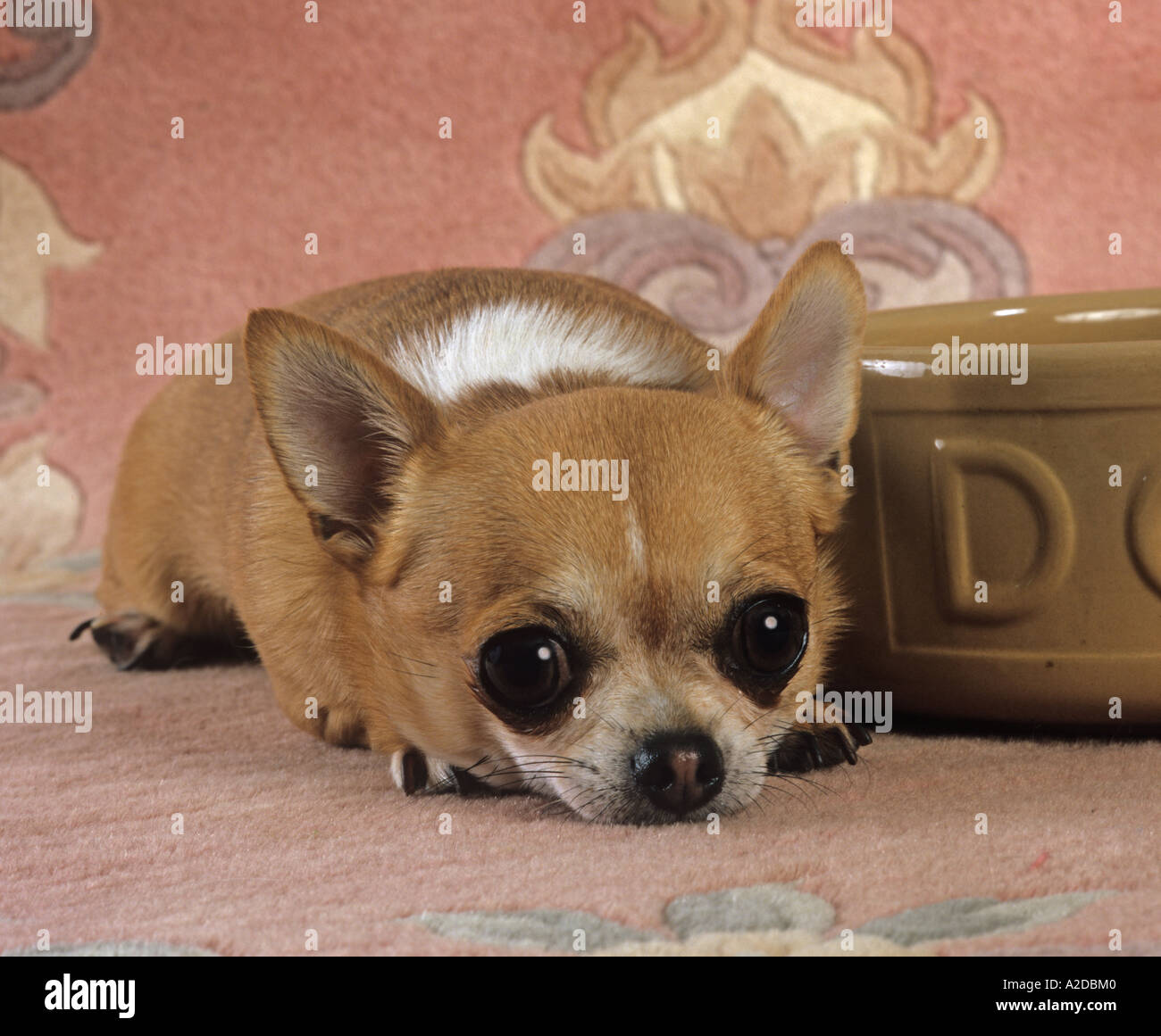 Food dog share hi-res stock photography and images - Alamy