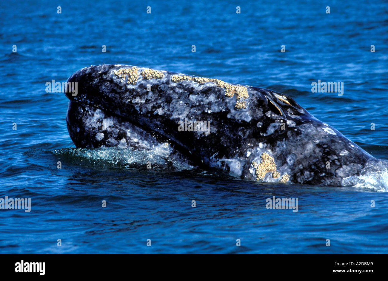 Whale head hi-res stock photography and images - Alamy